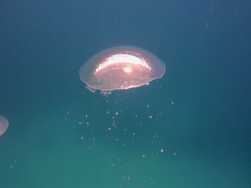 CAPE PYLA REEF, Groot Brittanie, duikstekinformatie